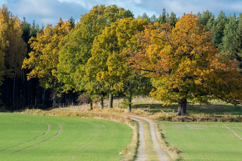 Autumn in Sweden stock photo. Image of nordic, scandinavia - 61057440