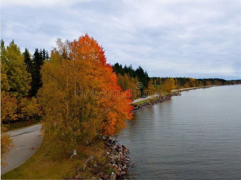 Autumn in Sweden stock photo. Image of fall, forest - 161265996