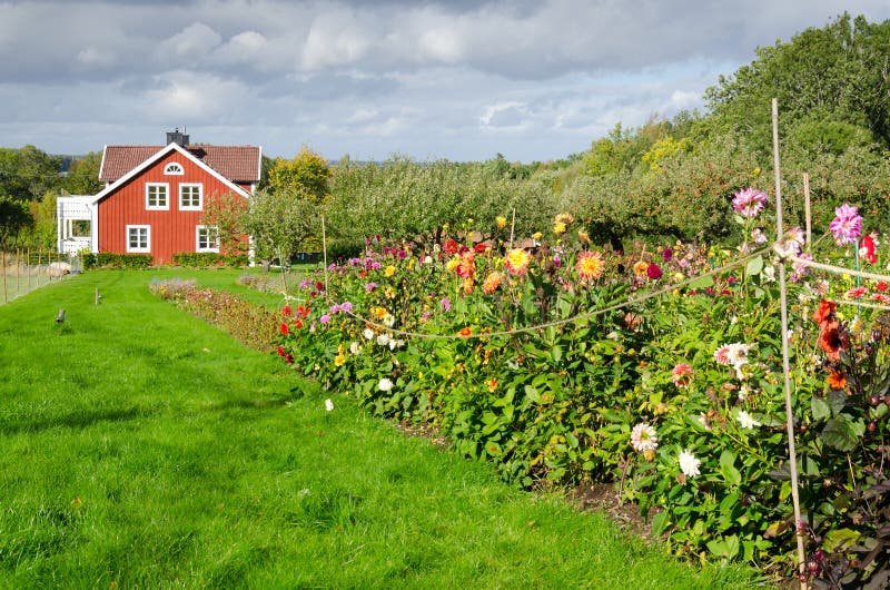 Autumn in Swedish garden stock photo. Image of blooming - 27059374