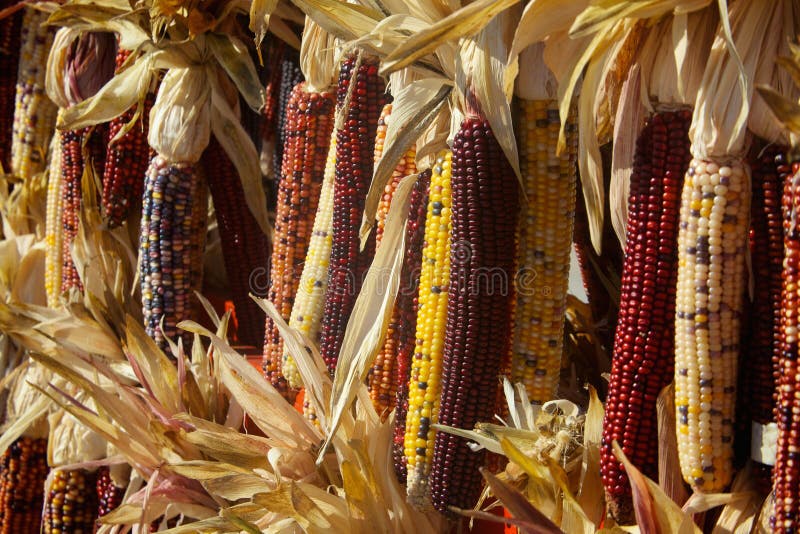 Multi colored corn stock photo. Image of grain, nature - 11120958