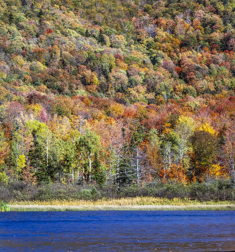 Autumn on the swift river stock image. Image of leaves - 243757797