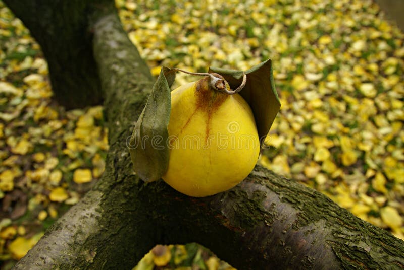 Autumn symbol stock image. Image of eating, environment - 46928137