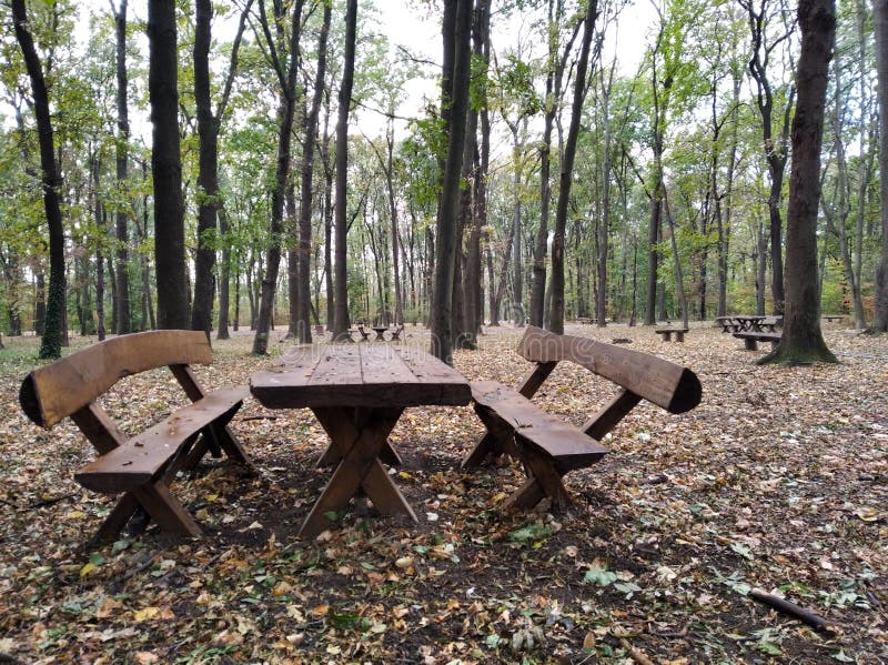 Autumn Table Forest Wood Break Silent Stock Image - Image of ...