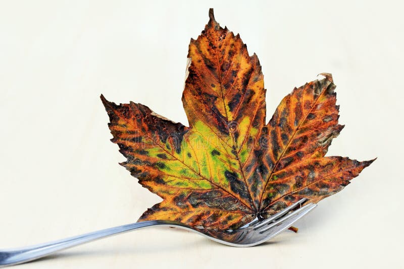 Autumn on the Table. a Fork Holds an Autumn Leaf Stock Image - Image of ...