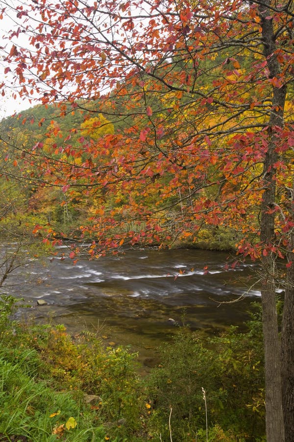 Tellico River stock image. Image of america, national - 46534853