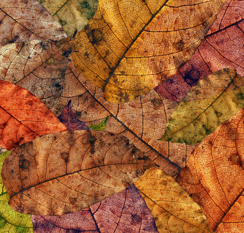 Autumn texture stock image. Image of autumn, detail, time - 3526465