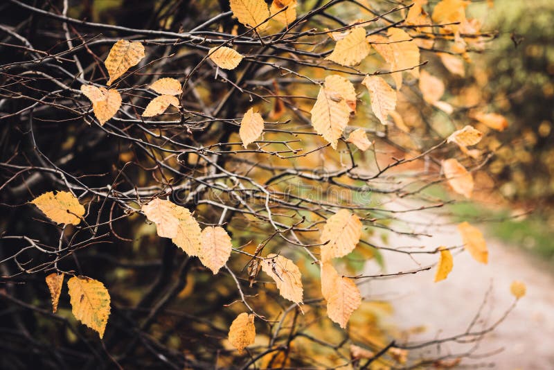 Sparse Yellow Leaves of Ash Tree Against Blue Sky Stock Photo - Image ...