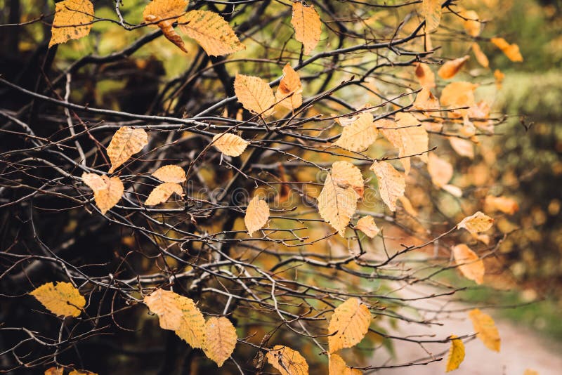 Sparse Yellow Leaves of Ash Tree Against Blue Sky Stock Photo - Image ...