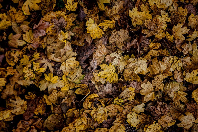 Autumn texture stock image. Image of park, mountain, dried - 46924767