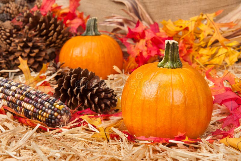 Autumn theme stock photo. Image of season, studio, pinecones - 16256786