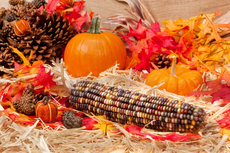 Autumn theme with corn stock photo. Image of selective - 16256826