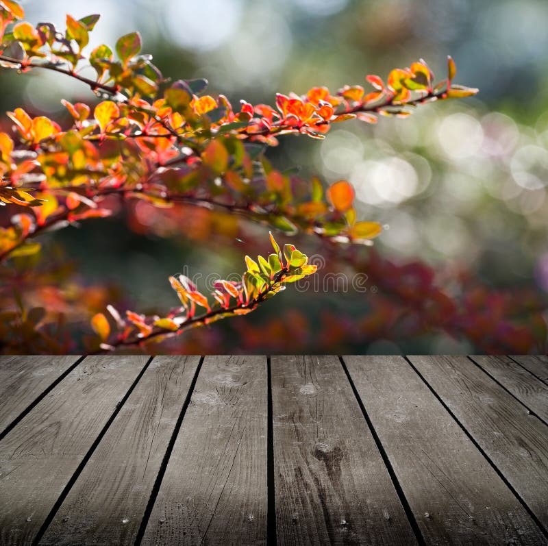 Autumn Theme and Empty Wooden Deck Table. Stock Image - Image of flower ...