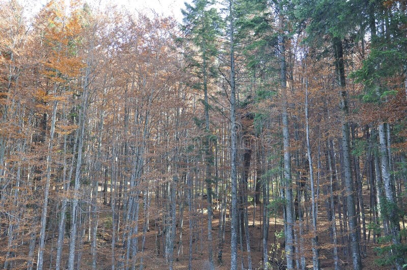 Thick Woods Forest of Trees and Plants Stock Image - Image of ...