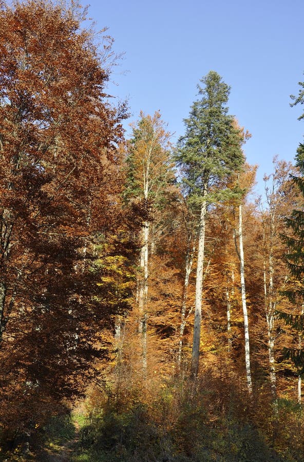 Thick Woods Forest of Trees and Plants Stock Image - Image of ...