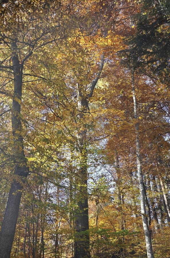 Thick Woods Forest of Trees and Plants Stock Image - Image of ...