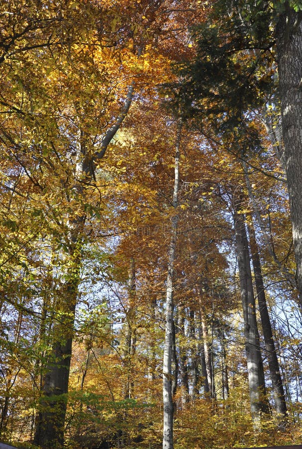 Thick Woods Forest of Trees and Plants Stock Image - Image of ...