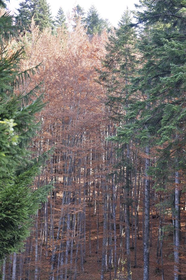 Thick Woods Forest of Trees and Plants Stock Image - Image of trees ...