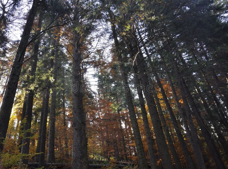 Autumn in the thick woods stock image. Image of fallen - 102726699
