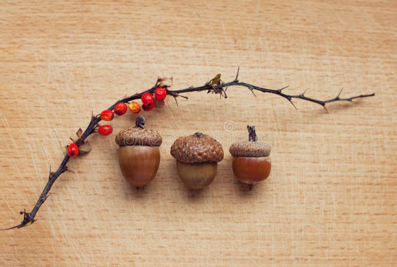 Autumn things stock photo. Image of tree, season, growth - 36608590