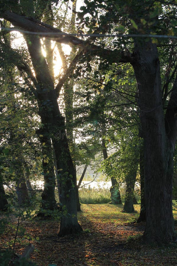 Autumn time. stock photo. Image of forest, bush, pedestrian - 262392592