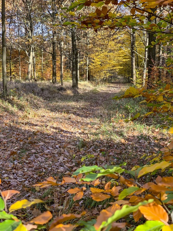 Autumn time in forest stock photo. Image of route, colorful - 161571472