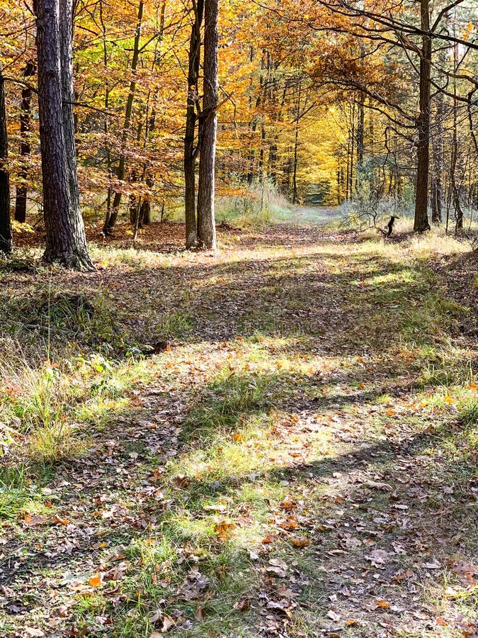 Autumn time in forest stock photo. Image of fresh, road - 161571492