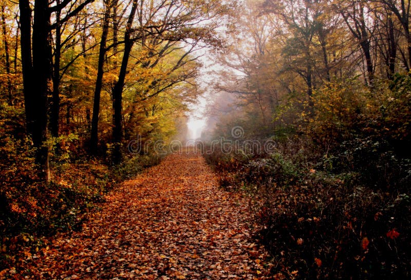 Autumn time in forest stock photo. Image of yellow, specific - 62138928