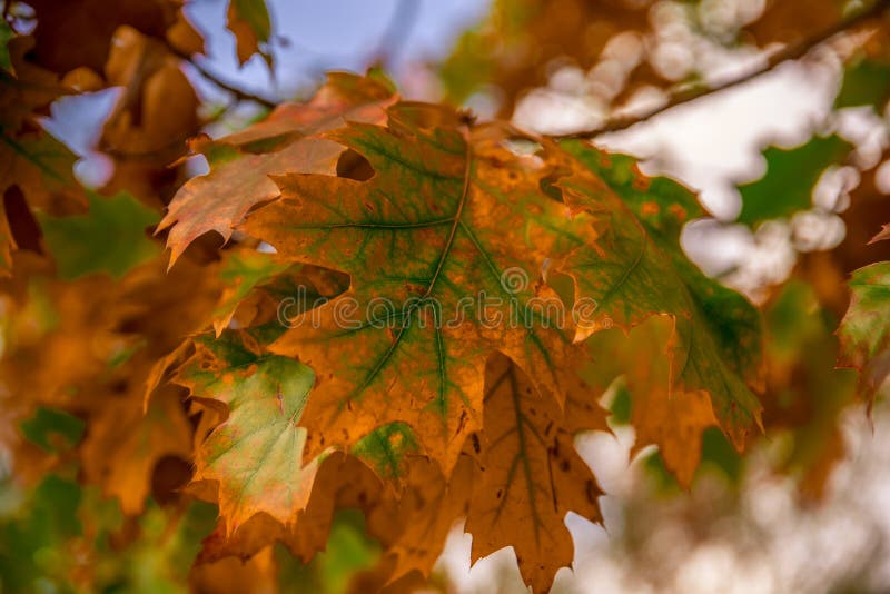 Trees and Its Colorful Leaves Stock Image - Image of garden, camels ...
