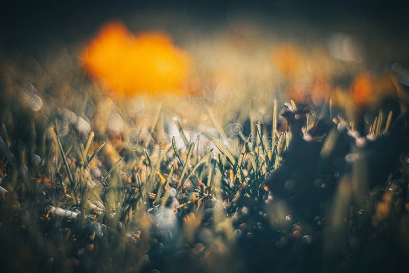 Autumn Time - Soft Focus Effect Stock Photo - Image of environment ...