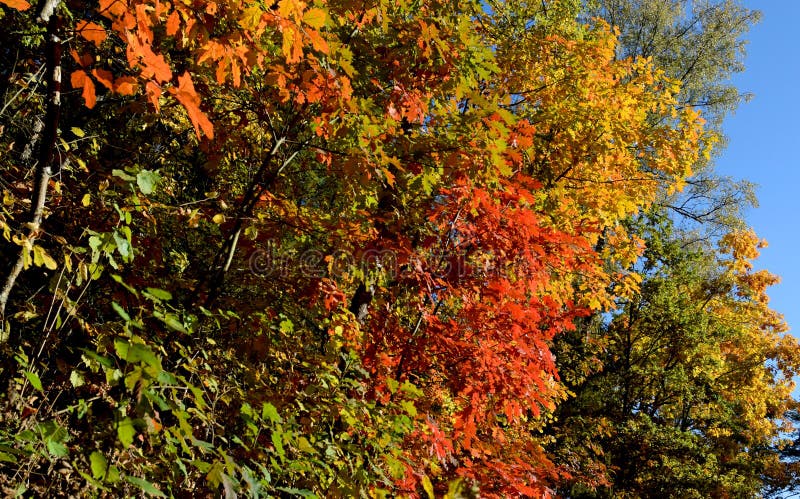 Autumn colors sunny day stock image. Image of fall, path - 130120875