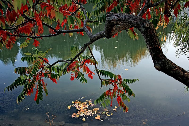 Autumn stock photo. Image of abstract, artistic, natural - 31950828