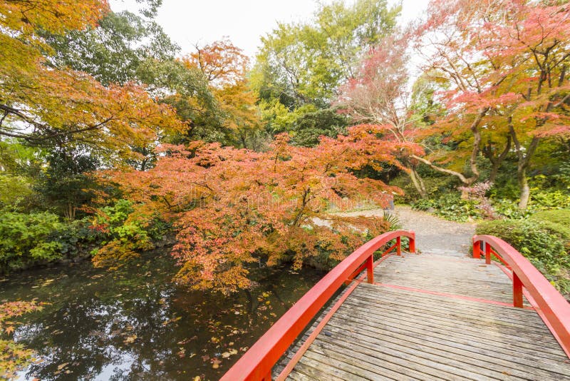 Autumn tints in Japan stock photo. Image of japan, leaf - 125488774