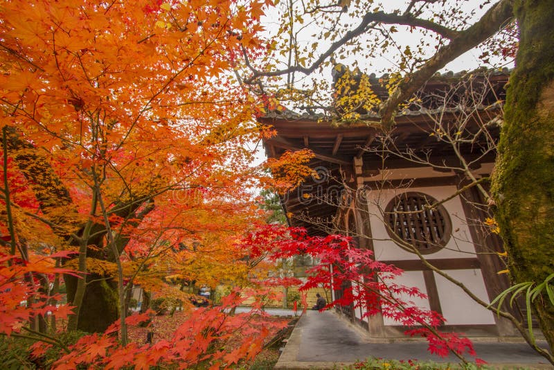 Autumn tints in Japan stock photo. Image of tint, stem - 125489076