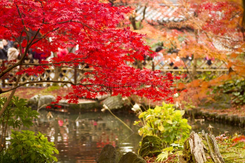 Autumn tints in Japan stock image. Image of yellow, japanese - 125489277