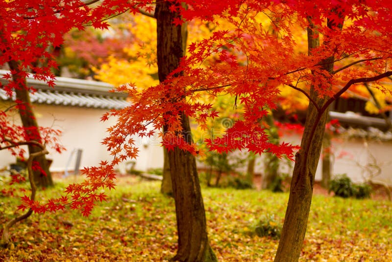 Autumn tints in Japan stock photo. Image of maple, color - 125489356
