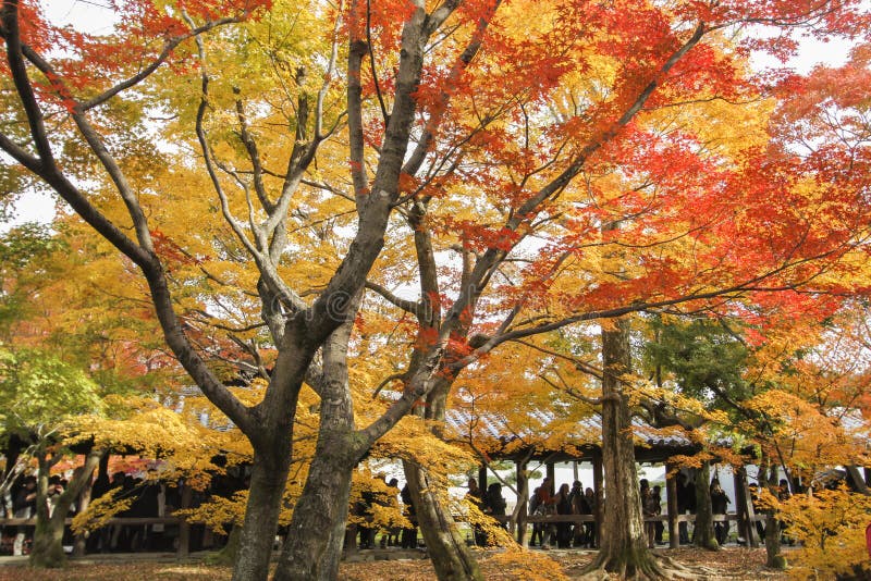 Autumn tints in Japan editorial photography. Image of bright - 125496272