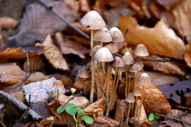 Autumn toadstools stock image. Image of objects, stem - 11982731