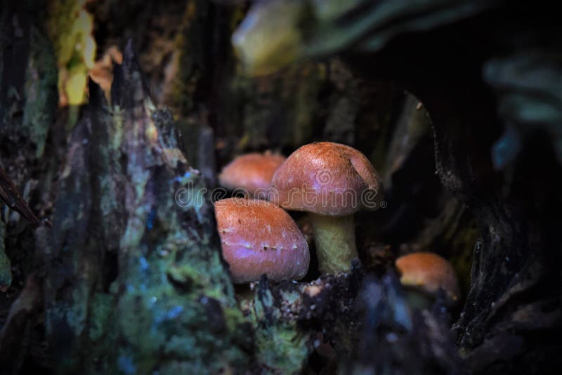Autumn Toadstools in Tree Trunk Stock Photo - Image of macro, close ...