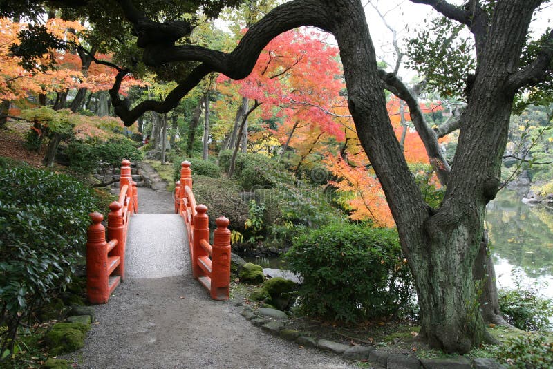 Autumn in Tokyo (3) stock photo. Image of leaves, tree - 14191456