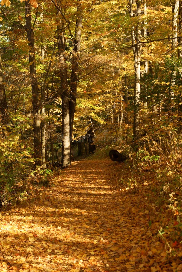 Autumn Trail stock image. Image of leaf, brightly, walking - 11089795