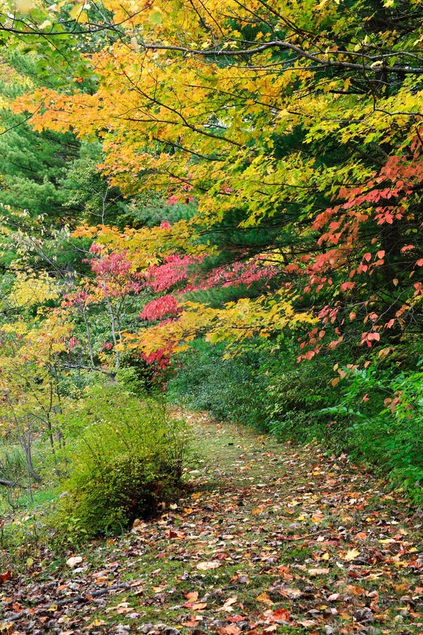 Falling in Nature stock photo. Image of falling, colorful - 1535214