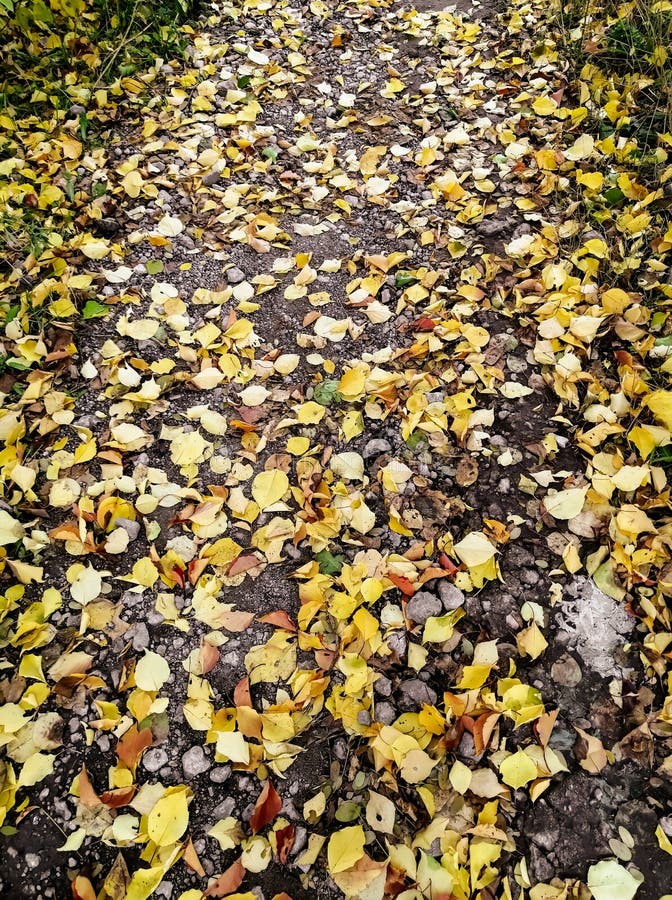 The Autumn Trail is Covered with Fallen Leaves. the Path in the Yellow ...
