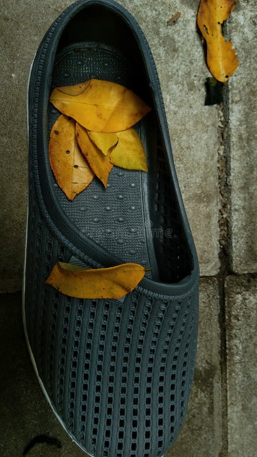 Leaf in shoes. stock photo. Image of grey, yellowleaf - 235944154