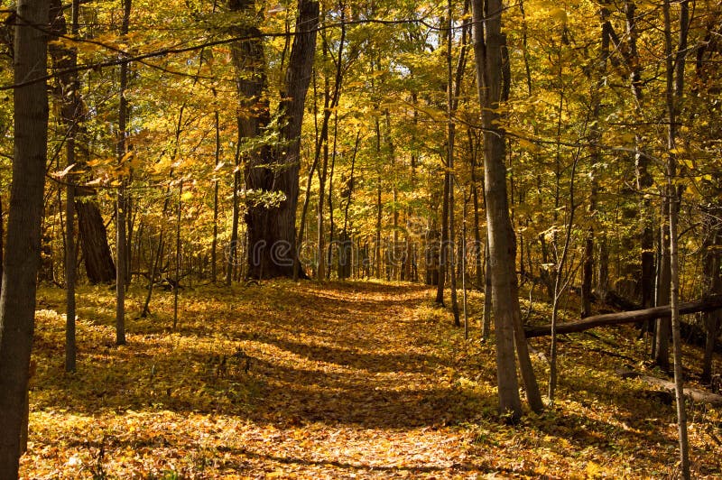 Autumn trail. stock image. Image of colors, closeup, path - 77994647