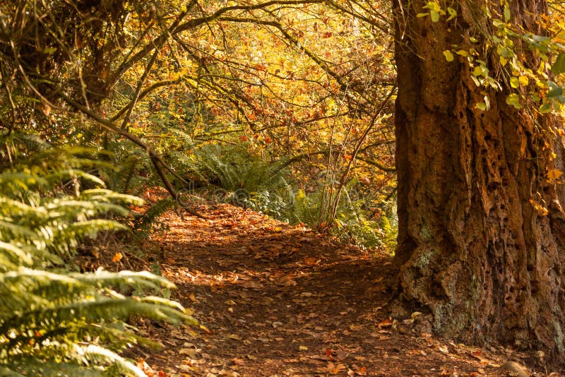 Autumn trail stock image. Image of cedar, instagram - 174166967