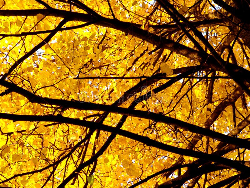 Autumn tree 1 stock photo. Image of natural, bush, grow - 2039592