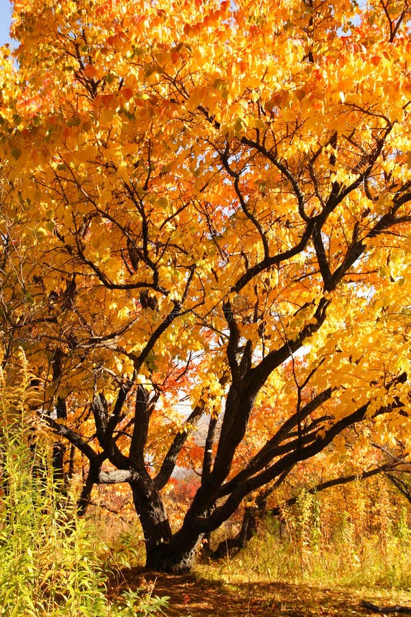 Autumn tree stock image. Image of outside, nature, flora - 11736411