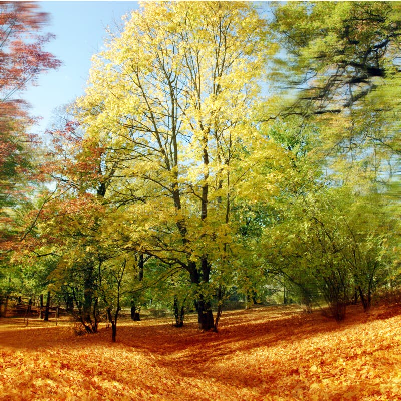 Autumn tree stock photo. Image of green, grow, nature - 1200632