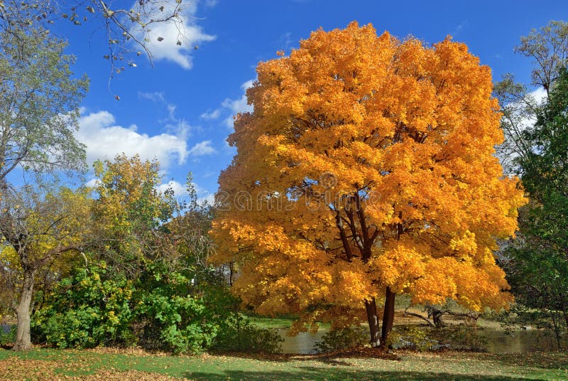Autumn Tree stock photo. Image of creek, fall, gold, autumn - 12139936