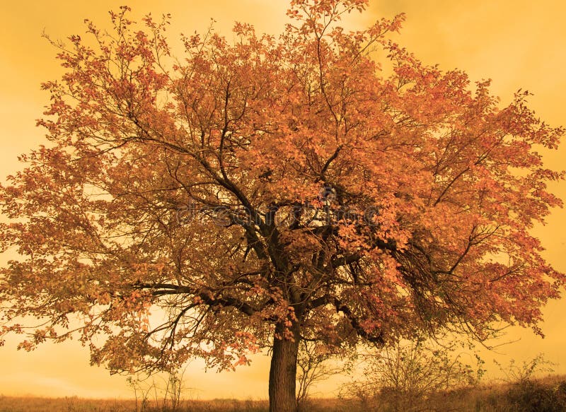 Autumn Tree stock image. Illustration of color, abstract - 1275291
